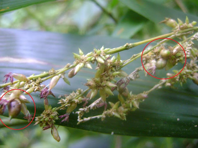 Bambu Indonesia: Bunga dan Buah Bambu