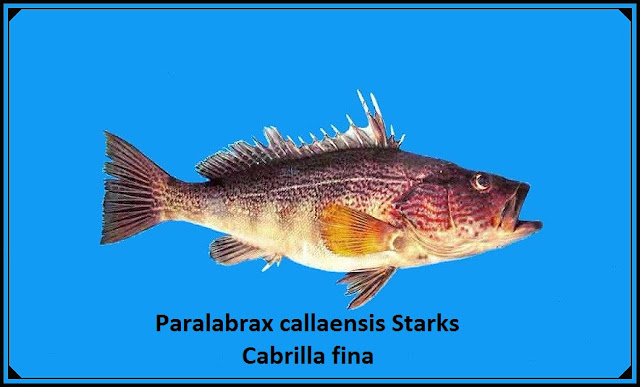 Caminantes del Desierto: LOS PECES EXTINTOS DE ANTOFAGASTA