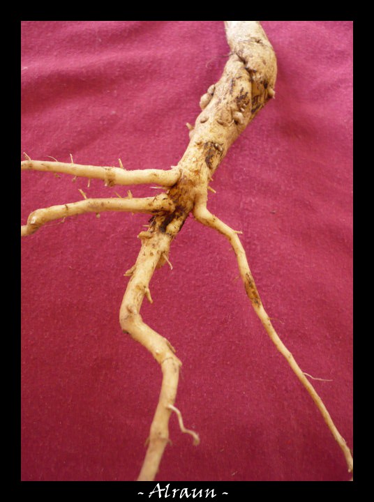 » Skayler • Nattfödd Ulver : Alraun