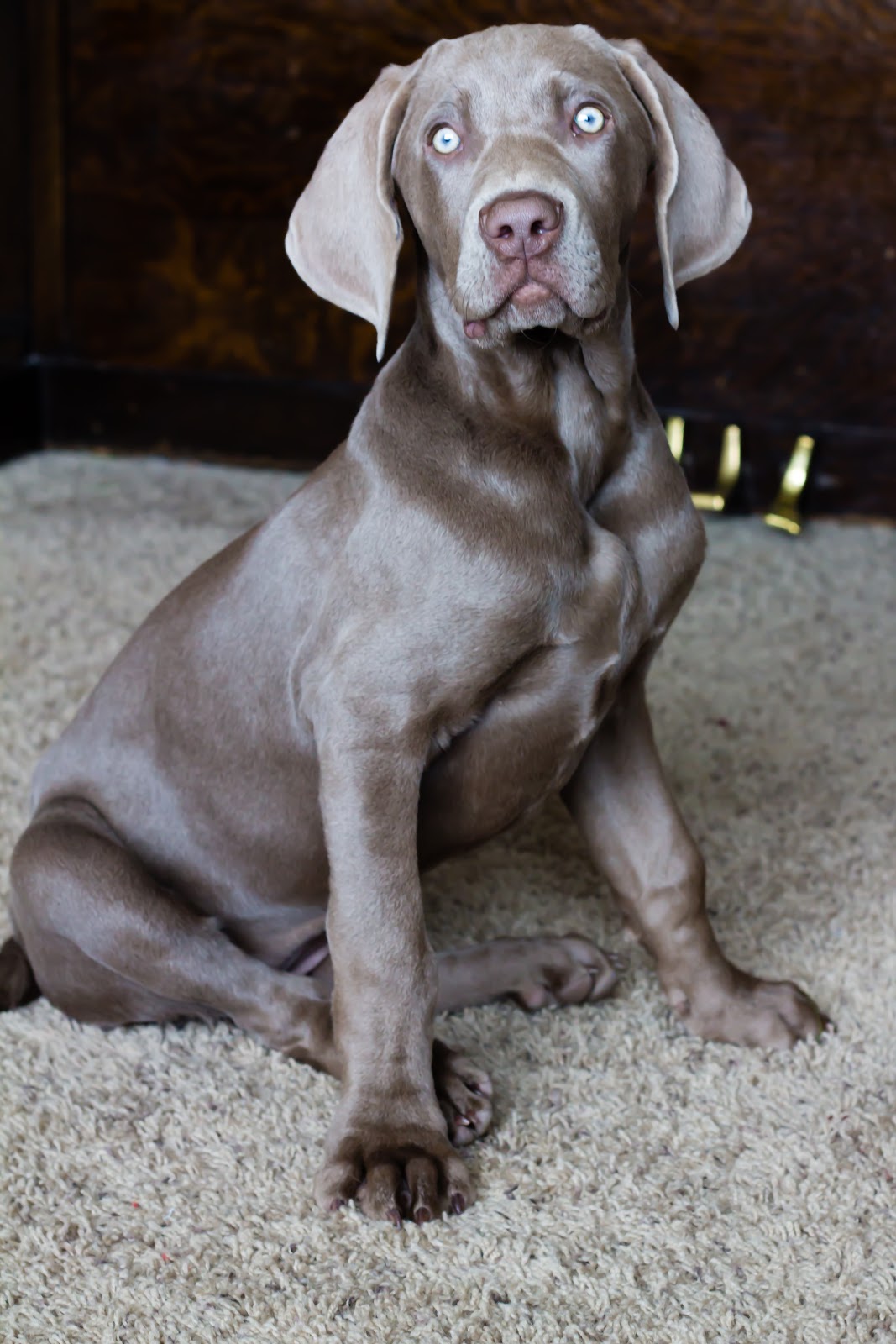 Shooting Star Photography by Mandy: Puppy Steps Training