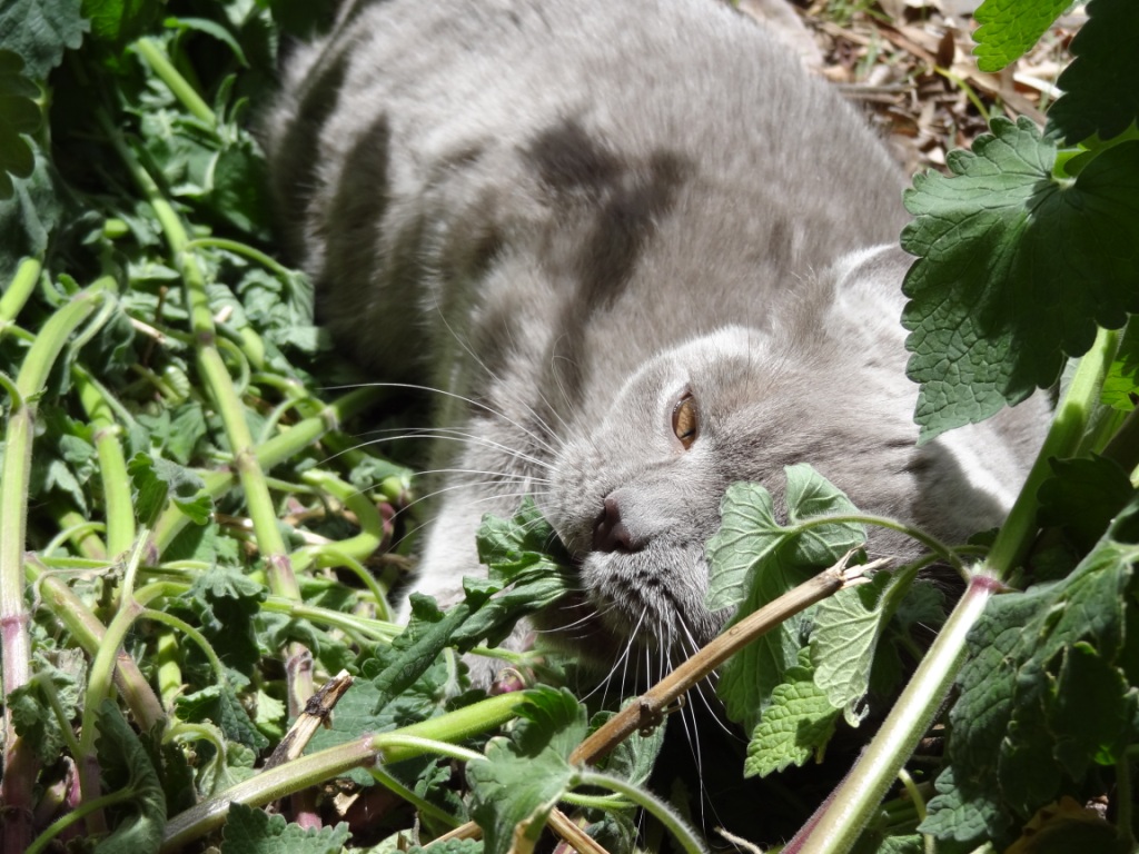 Mrs. Banks has kittens!
