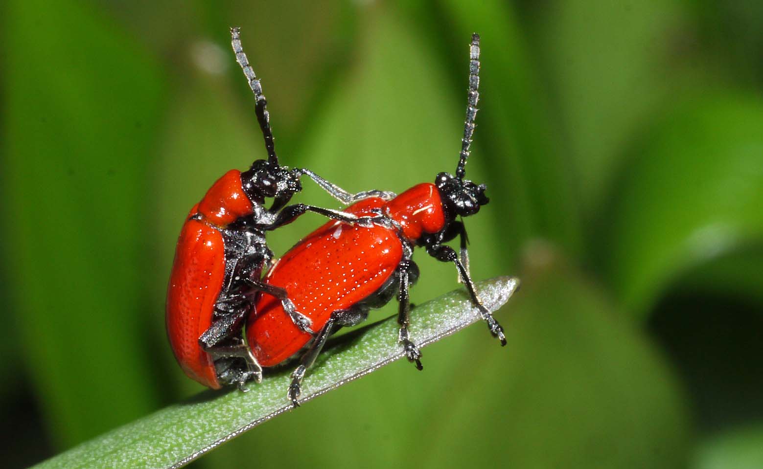 CABINET OF CURIOSITIES: Scarlet lily beetle