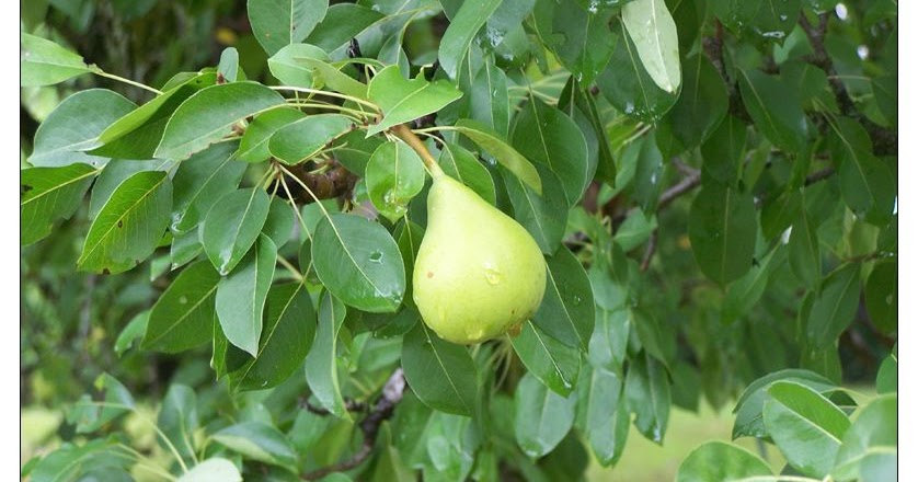 The Quiet Life: What can you do with hard cooking pears?