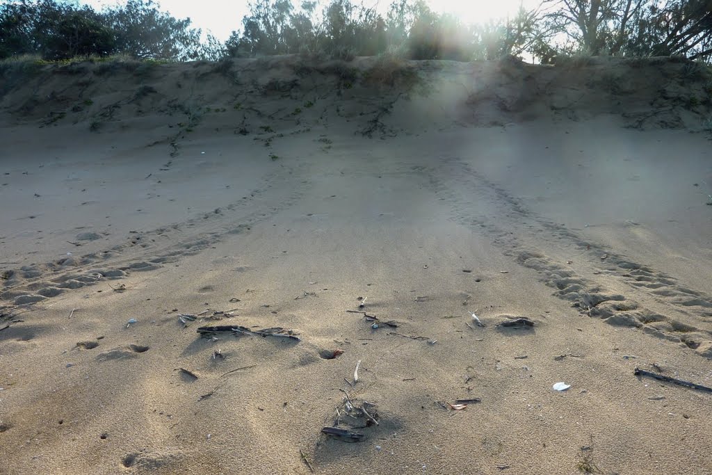 National Park Odyssey: Deepwater National Park, QLD.