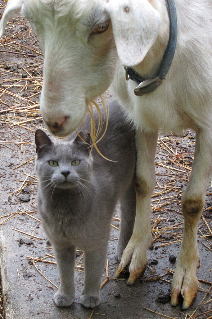 suustainable: Casper the goat cat