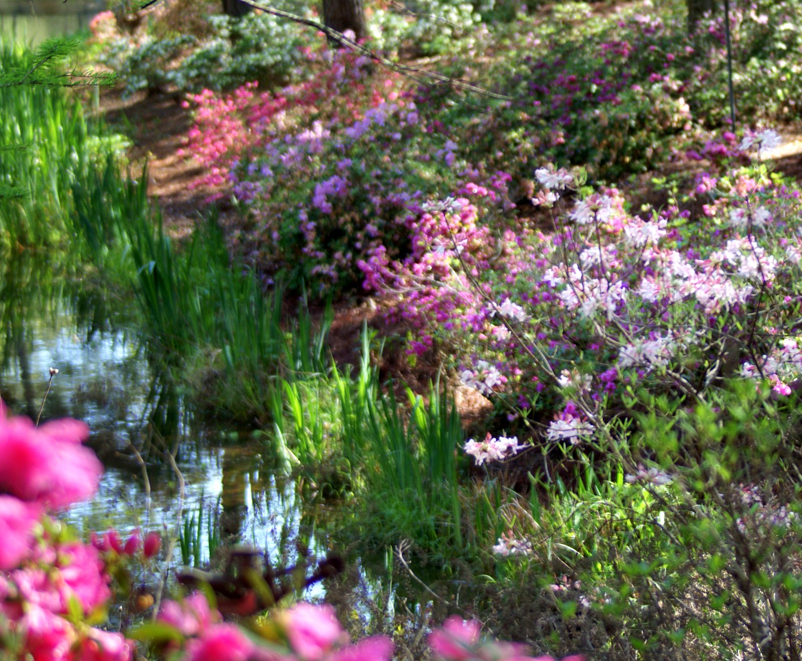 A Little Loveliness: A Stroll Through Callaway Gardens