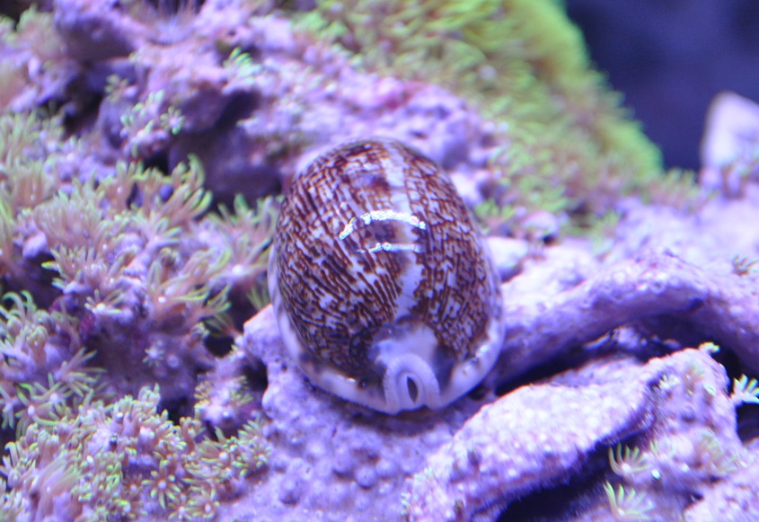 ZOOTOGRAFIANDO (6.100 ANIMALS): CONO ARÁBICO / ARABIAN COWRY (Cypraea ...
