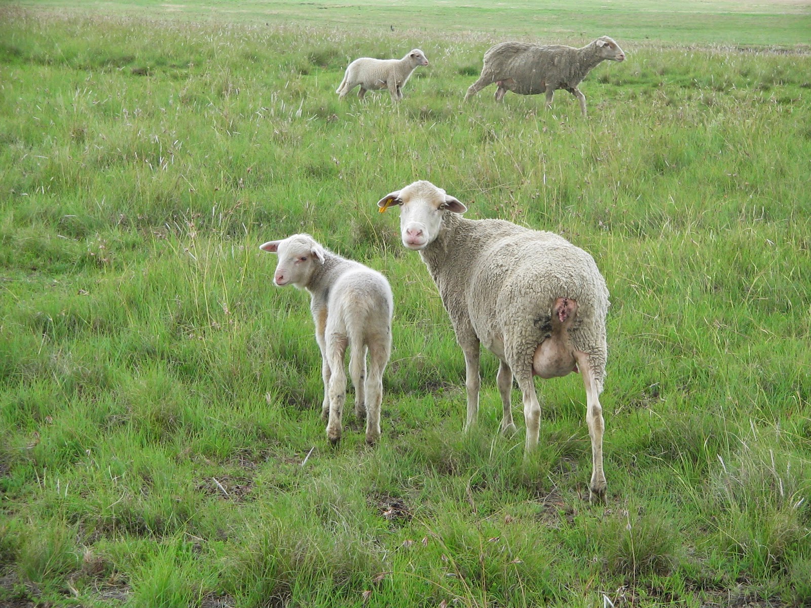 Accelerated Lambing Systems ~ Amass Farming Tips & Info
