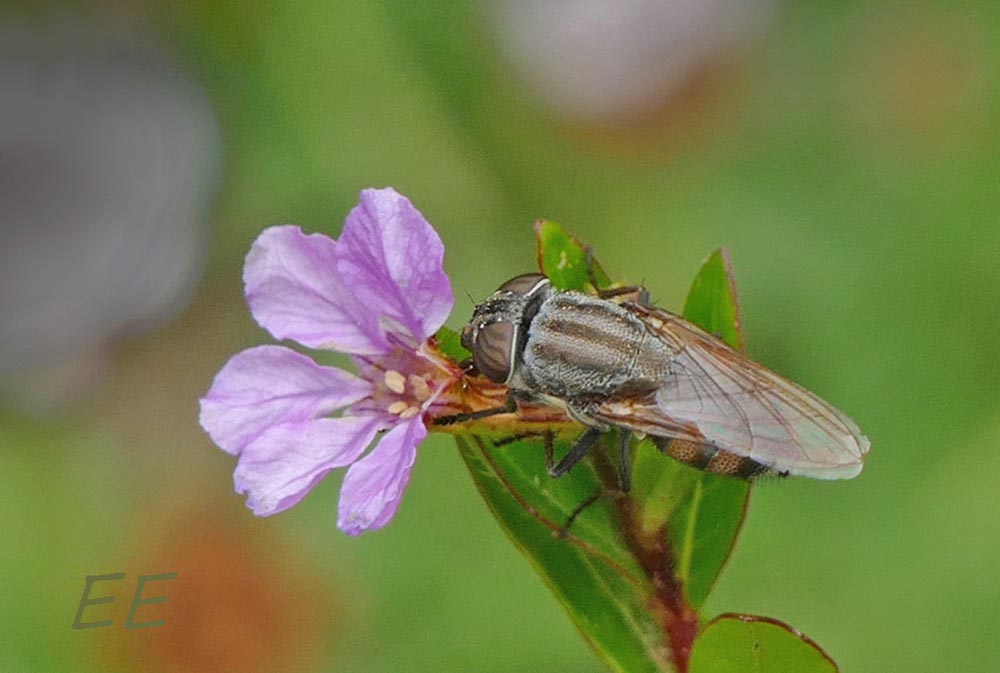 Mallorca es así también: La Primavera de los Insectos