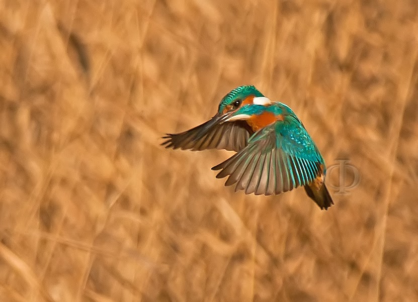 Oltra Mirada: Vuelo Cernido - Martín pescador