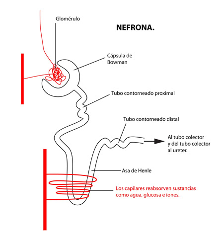 el moderno prometeo: Anatomía básica del aparato excretor.