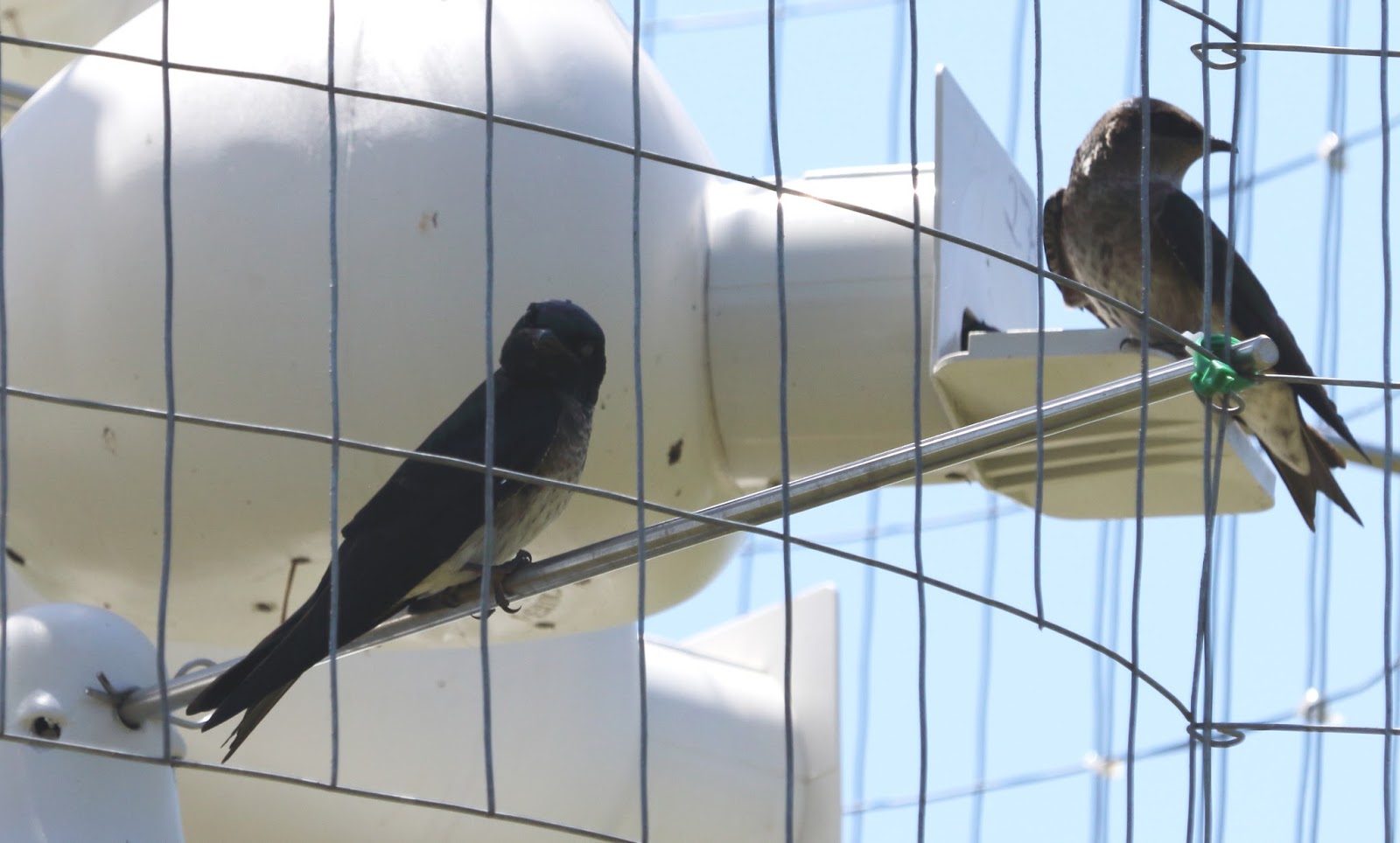 The Birds & The Bees: purple martin sub-adults