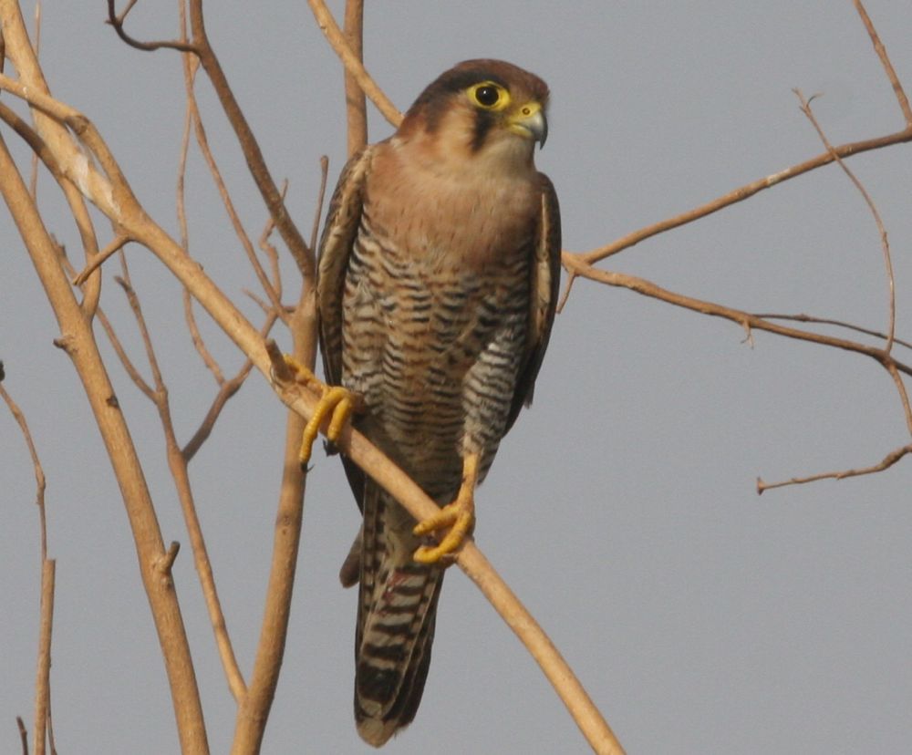 Birding Sudan: Red-necked Falcon at Tuti today