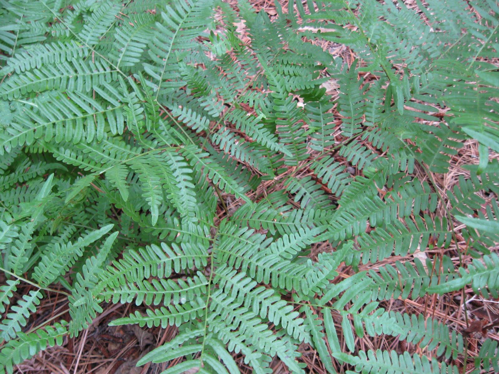 My Alabama Backyard: Ferns on Friday