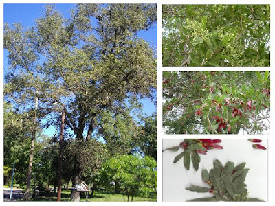 Schinopsis balansae - Arbolado Urbano Formosa