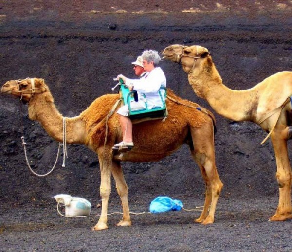 Funny Camel Photos ~ Combine Blog