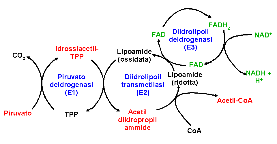 Descarboxilación del Piruvato y formación de Acetil CoA.