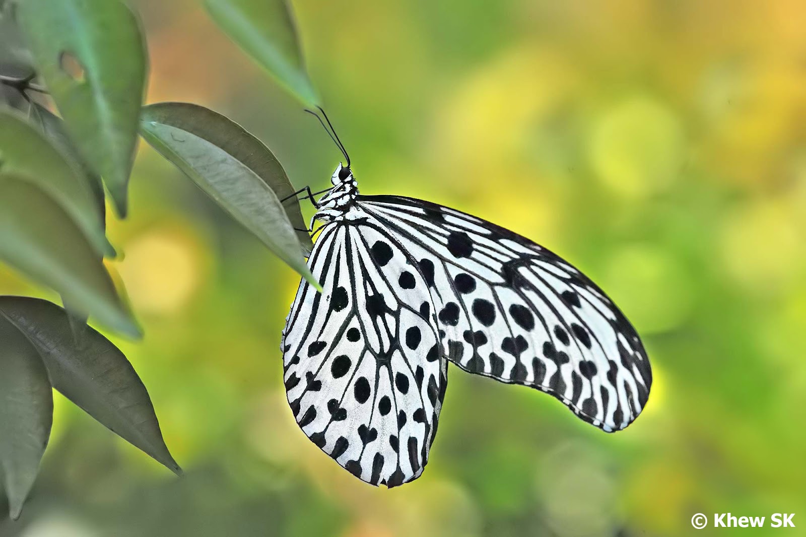 Butterflies of Singapore: Black and White