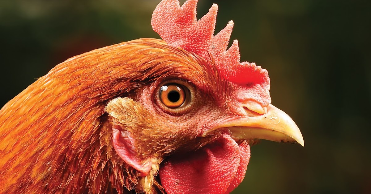 10 Powerful Lessons From Mother Hen!