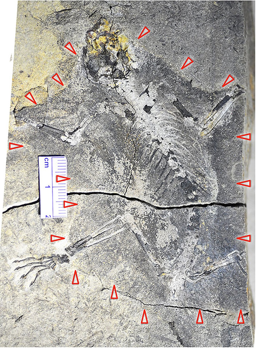 bensozia: Gliding Mammals of the Dinosaur Age