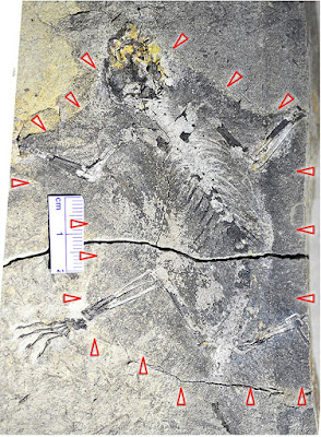 bensozia: Gliding Mammals of the Dinosaur Age