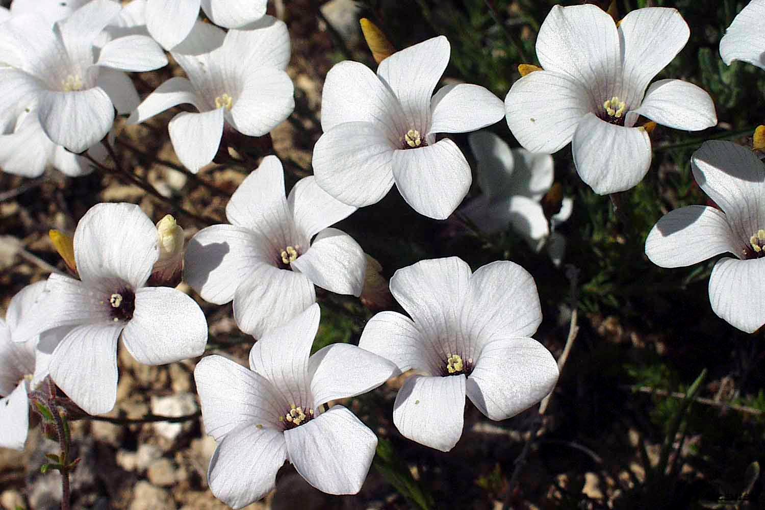 Las flores silvestres de Hormaza: Linum suffruticosum