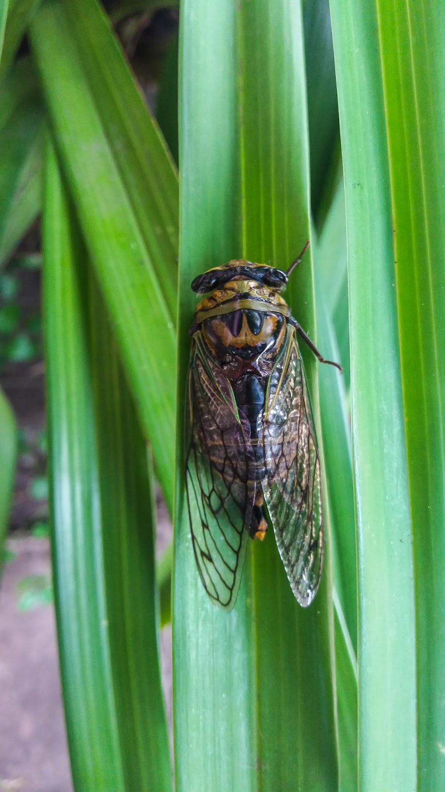 Insecto chicharra wallpapers celular