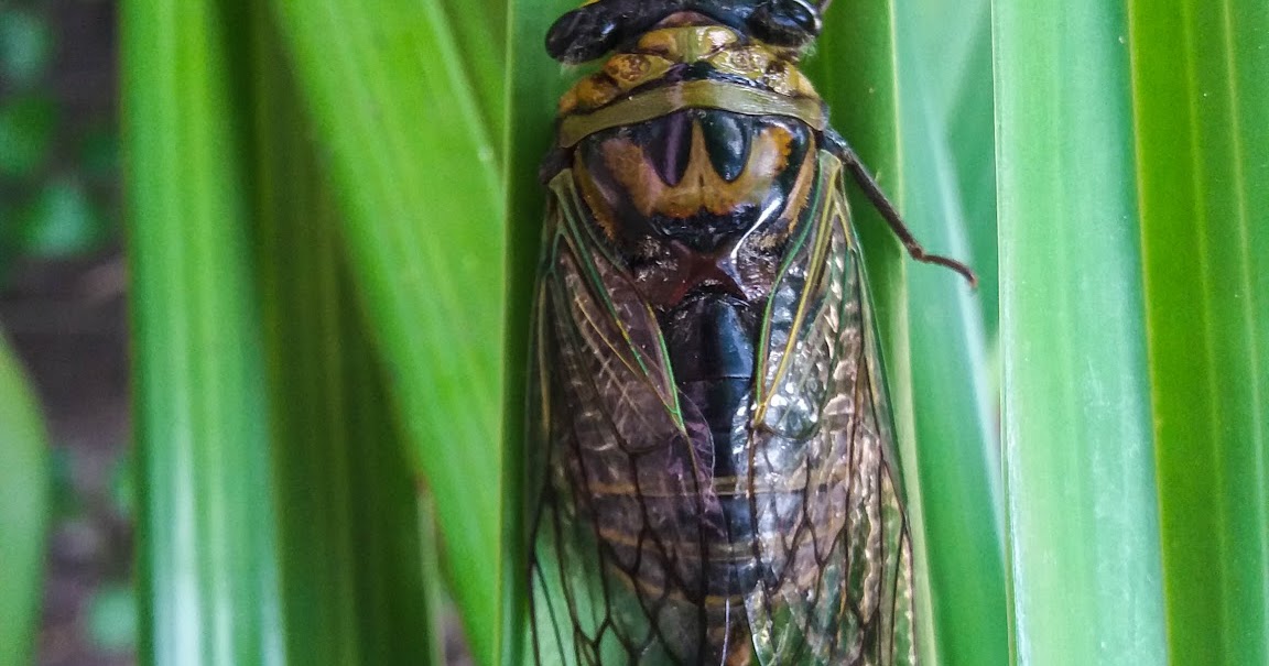 Insecto chicharra wallpapers celular