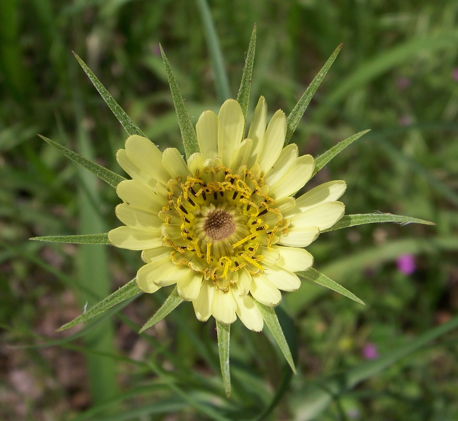 Wildflowers N Wildlife in Middle, Tennessee: Yellow Goatsbeard ...