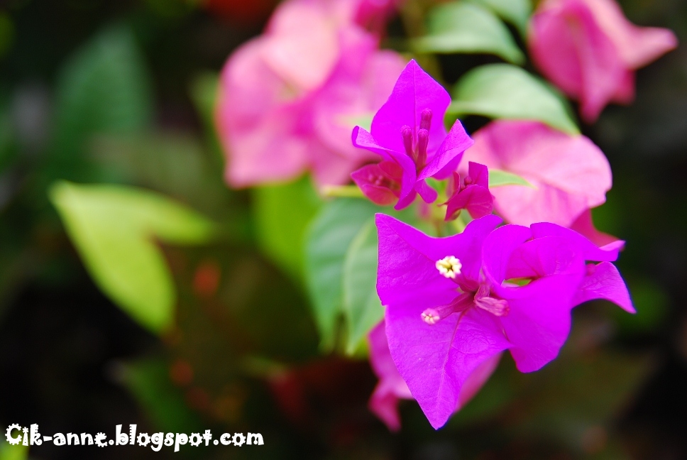 Cik-Anne Travel Blog: Bercanda di Taman Seribu Bunga....