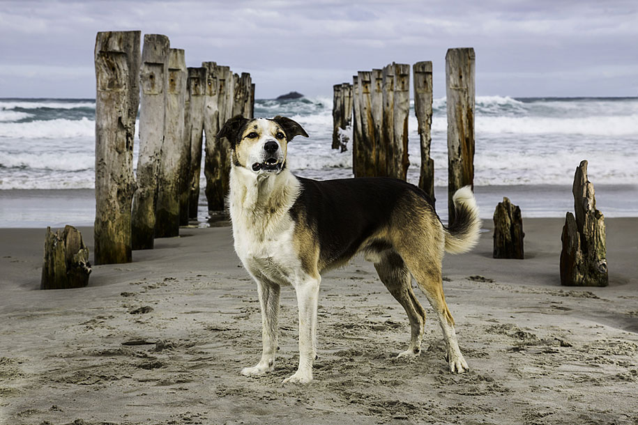 Working Dogs: Fotógrafo retrata a vida de cães que trabalham para ...