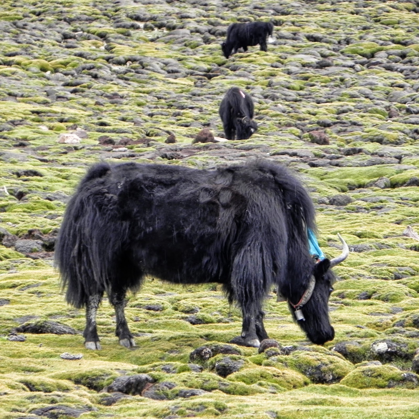 YAK photos - wallpapers | the fun bank