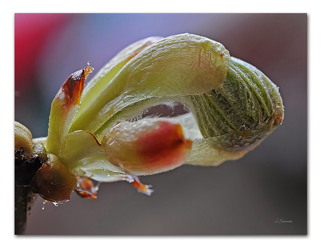 Photos nature: Bourgeons de marronnier