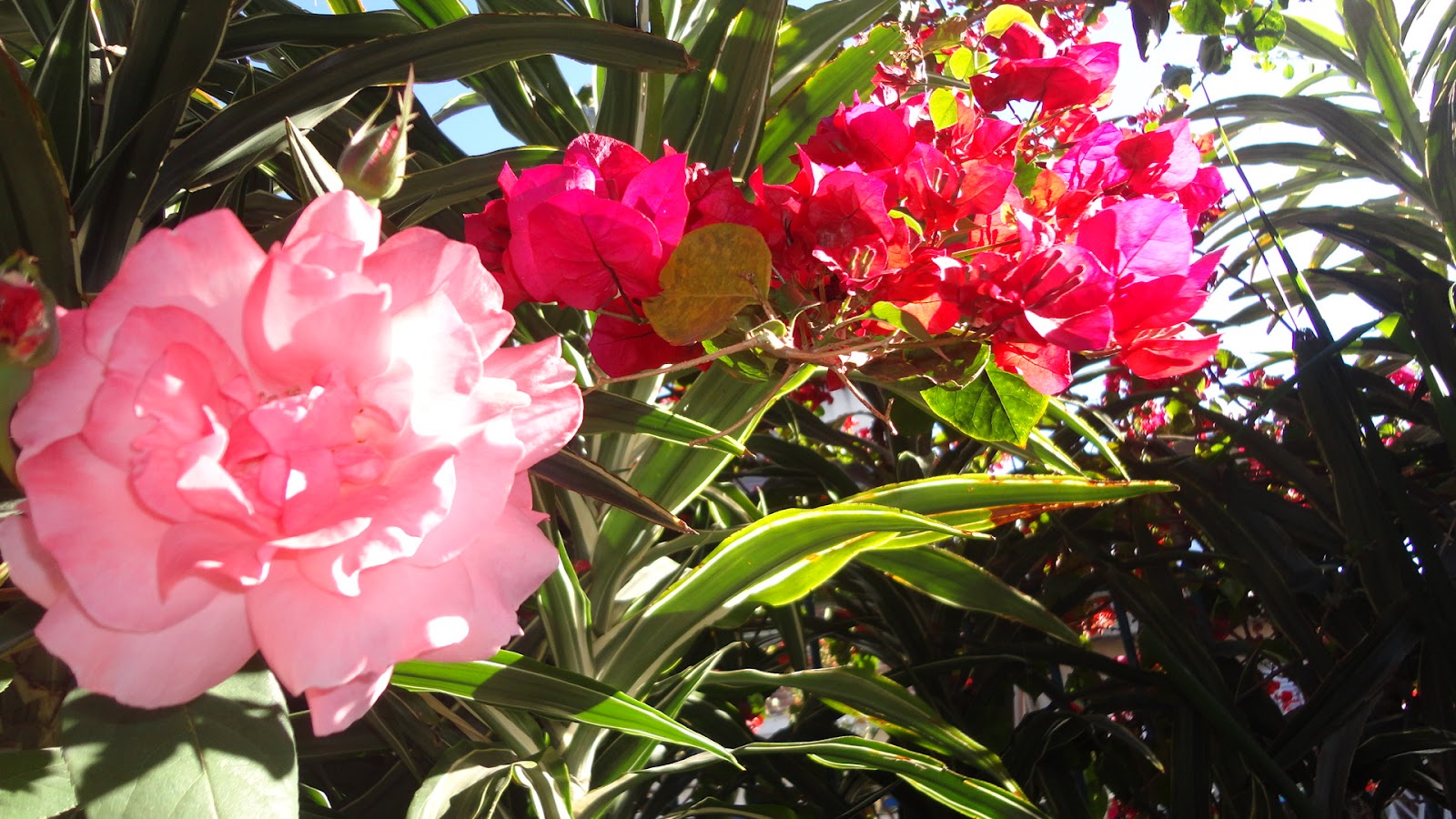 verde e tudo: Bougainville ou Primavera Planta trepadeira