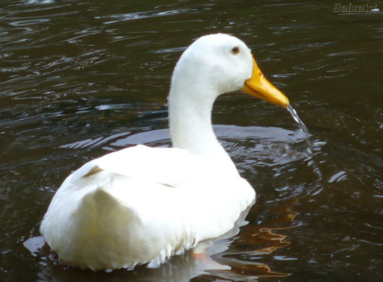 Flavors Of Brazil What The Duck Untangling Patos And Marrecos