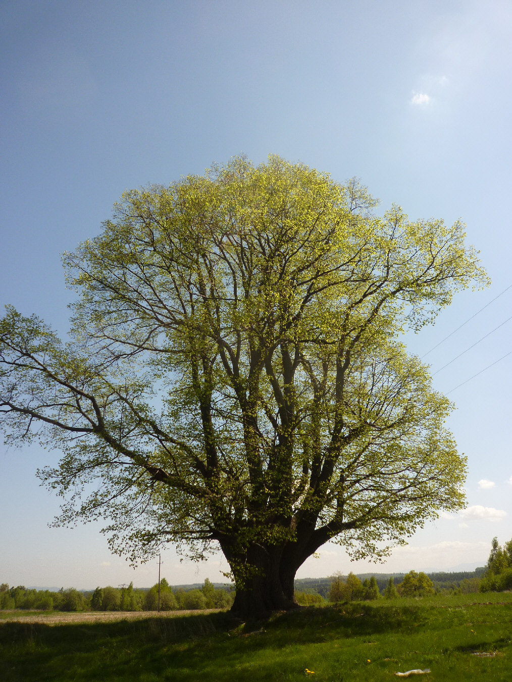 Lipa na Głębcu (Ortendorfer Hohe, Glaubitzberg) / Lime on Głębiec (421 ...
