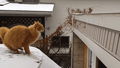 Pulo do gato ~ Gif bobagem