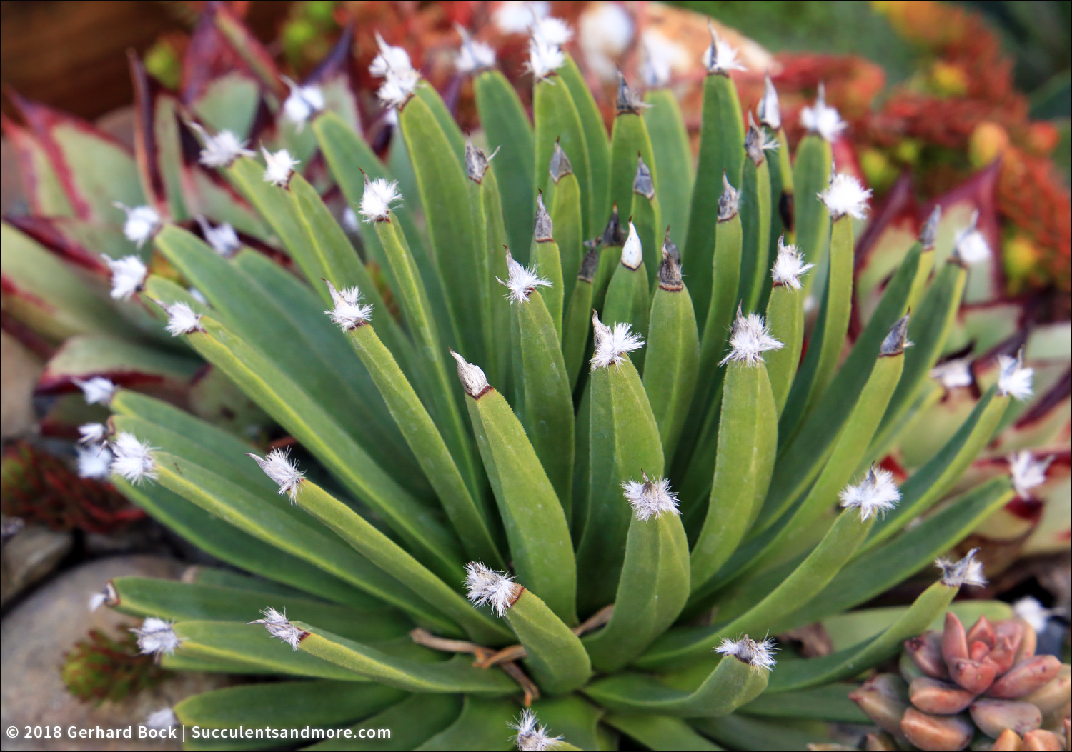 Peacock Horticultural Nursery: still one of my favorite places to buy ...