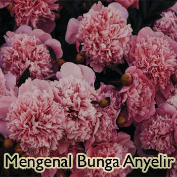 Mengenal Bunga Anyelir, Cara Menanamnya hingga Perawatannya