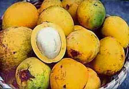 DIA A DIA BELÉM: Receita especial para o almoço do Círio: Manjar de Bacuri