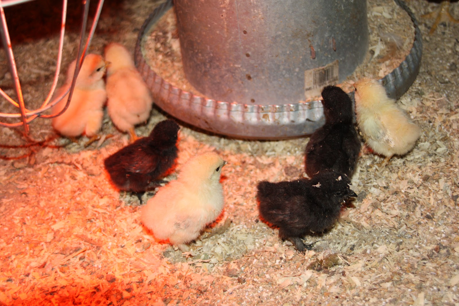 Sunnivas Hage: Mange nye kyllinger