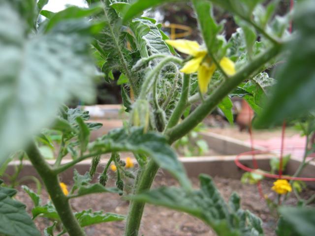 Four Letter Bird: Plant of the day: Tomato