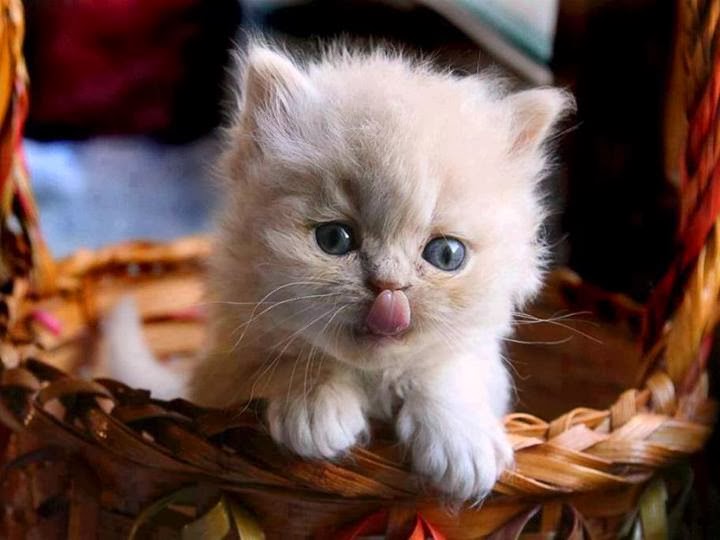 CUCCIOLI DI GATTO 1: bellissime immagini di teneri gattini