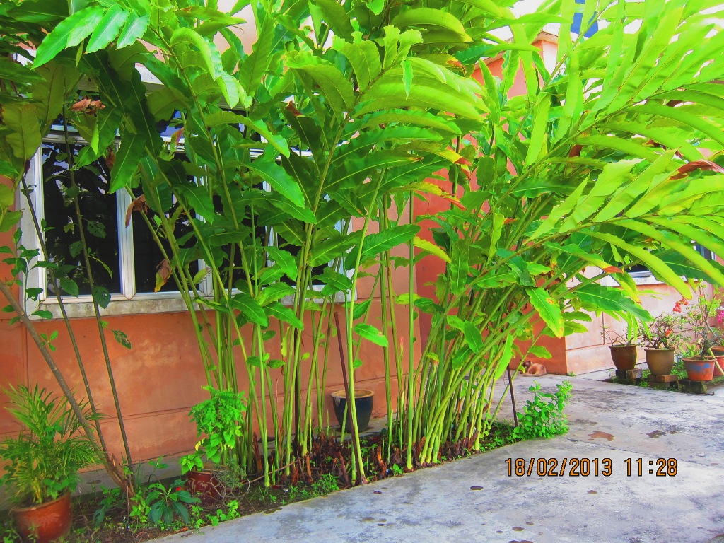 pokok herba,bunga, ulaman dan segala jenis tumbuhan: Bunga Kantan