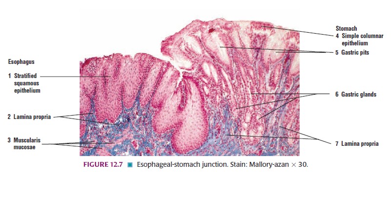Histologi Sistem Pencernaan Lambung dan Esofagus | BlogK Putih