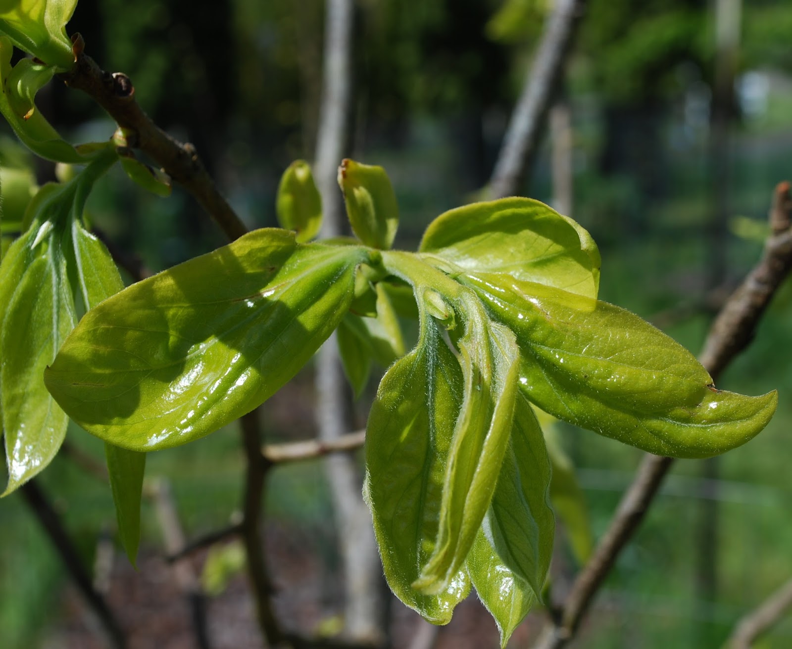 Daniel's Pacific NW Garden: Persimmons about to bloom. 5.8.17