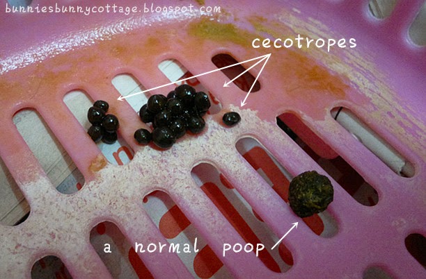 The Rabbit Basement: GI (Gastrointestinal) Stasis