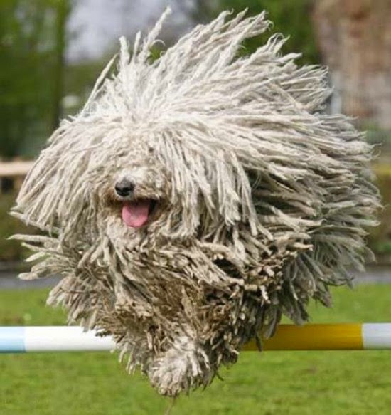 Le komondor, adorable chien serpillère - L'assurance d'une vie ...