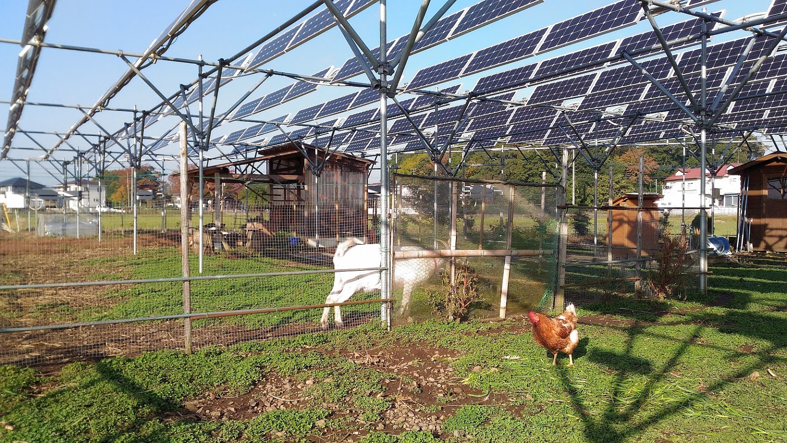 Solar Sharing - Solar panels, chickens and goats in Tsukuba, Japan ...