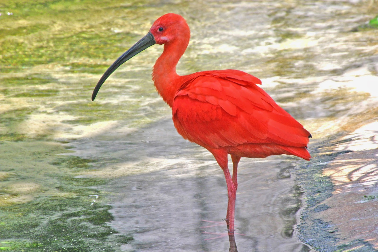 World Bird Sanctuary: The American White Ibis